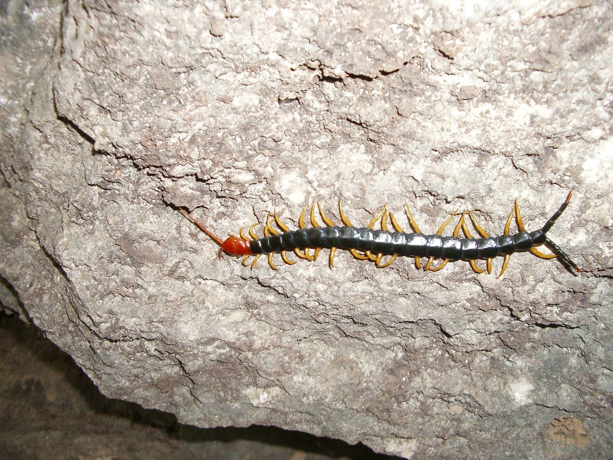 Giant Centipede. Watch out for these guys. That one is about 15" long ...