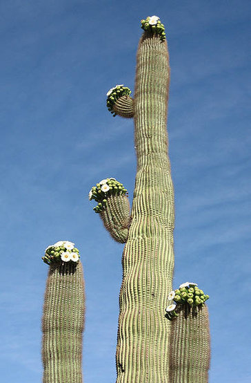 Saguaro in bloom-AZ state flower. Photo by Blitzo.