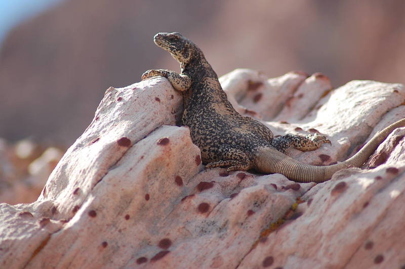 Chuckwalla lizard