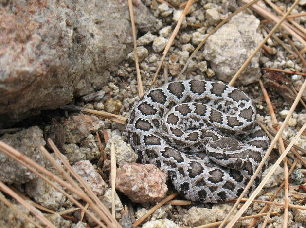 Baby rattler just off the trail near the Claim Jumper Wall, Holcomb ...