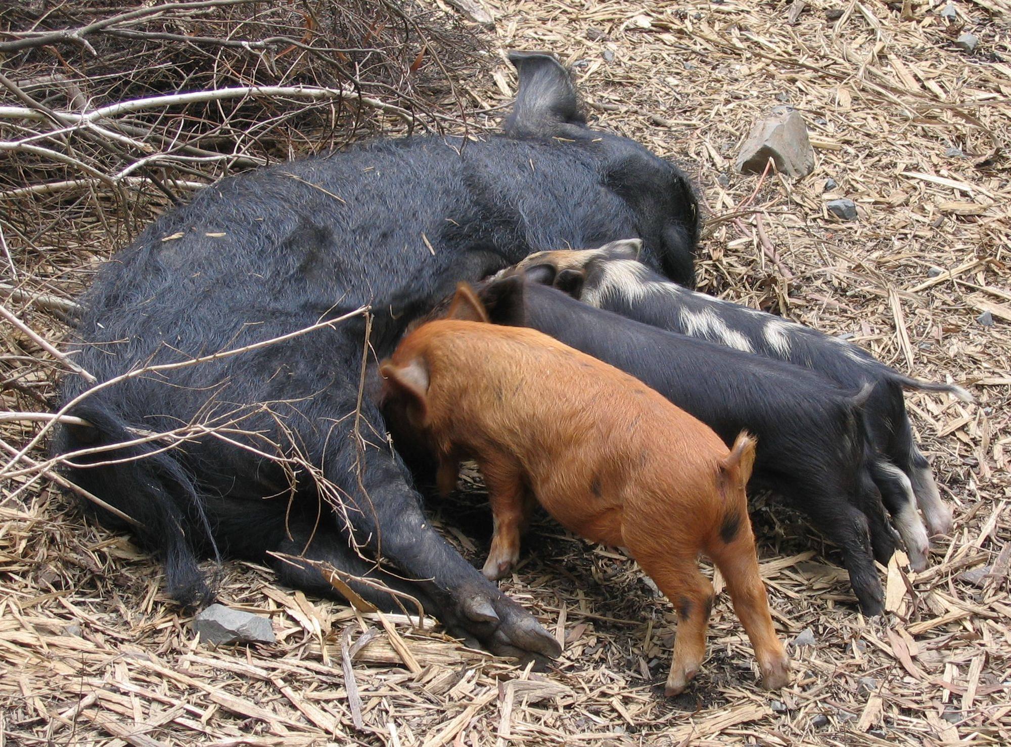 Pigs in a New Zealand zoo
