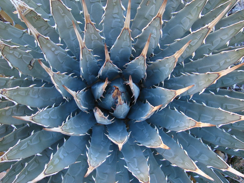 Native plant (Agave utahensis) at Sandstone Quarry.