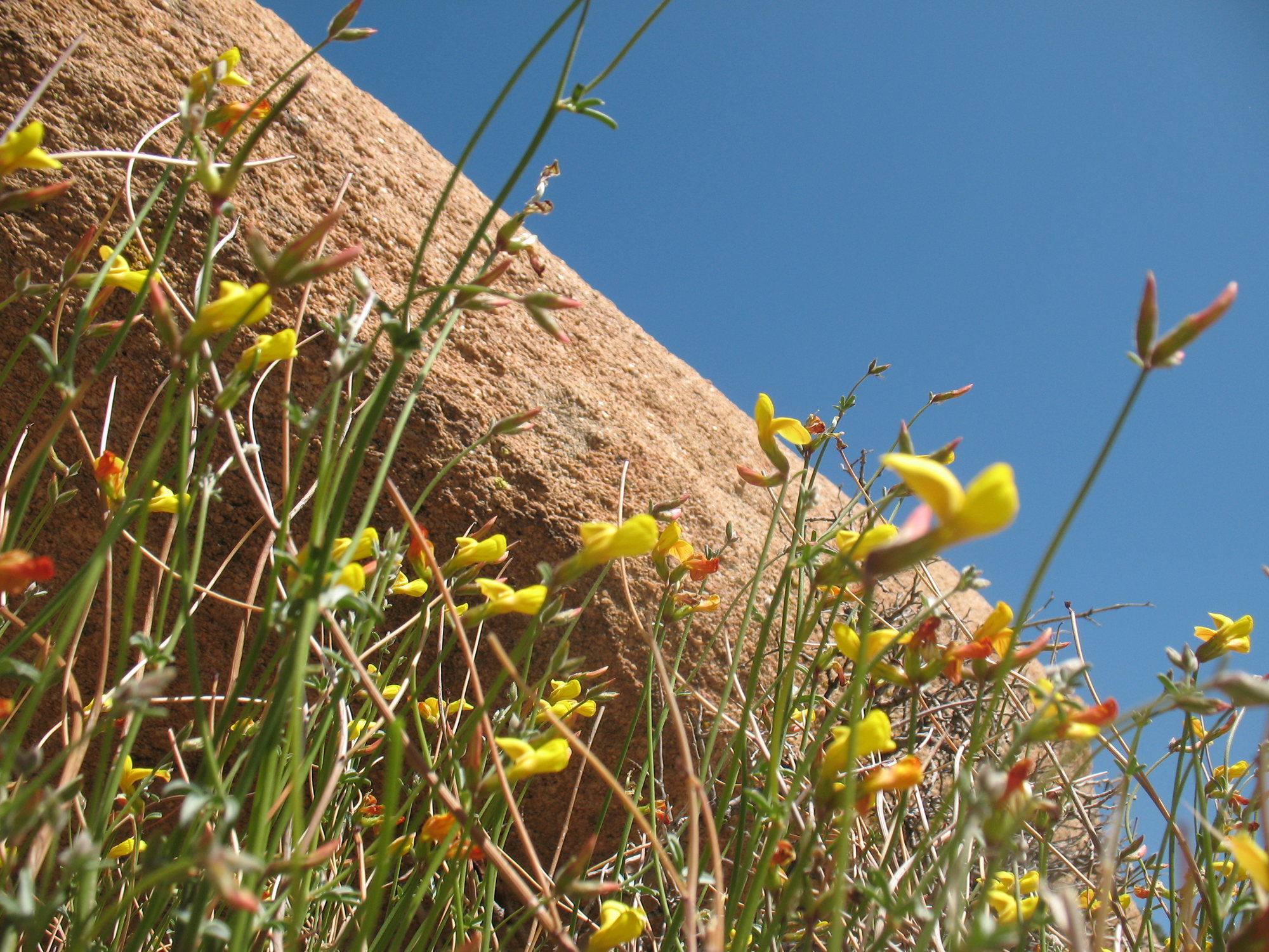 Desert Rock Pea (Lotus rigidus) in the Outback, Joshua Tree NP.