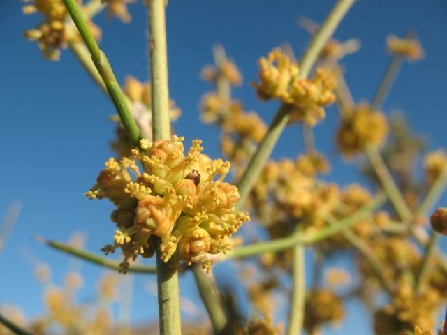 Mormon Tea (Ephedra californica), Joshua Tree NP