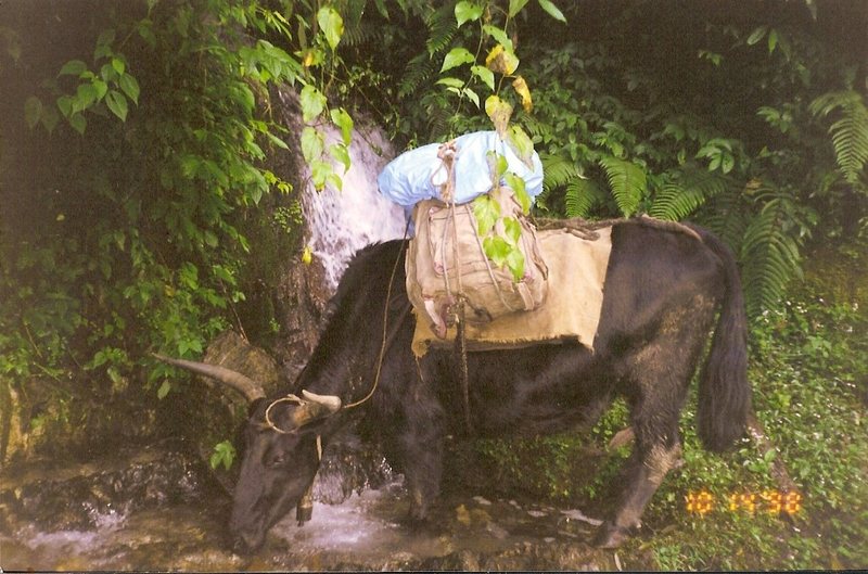 Our pack animals called Dzo's (pronounced "Joe"). A Dzo is a mix ...