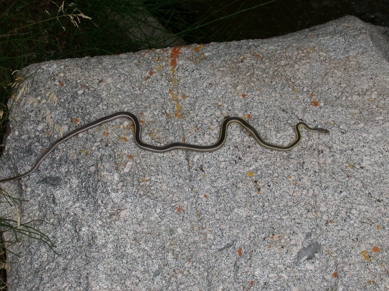 Four foot long garter snake. This guy looked well fed. Black Birch Canyon.