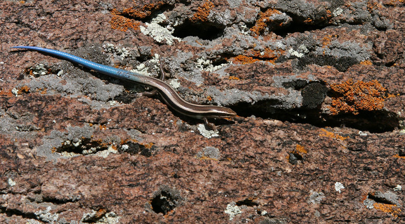 Rock Climbing in Pocket Rocks, Southwest Utah
