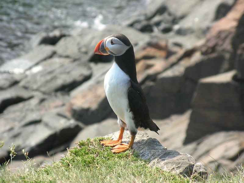 Puffin, Newfoundland, Canada
