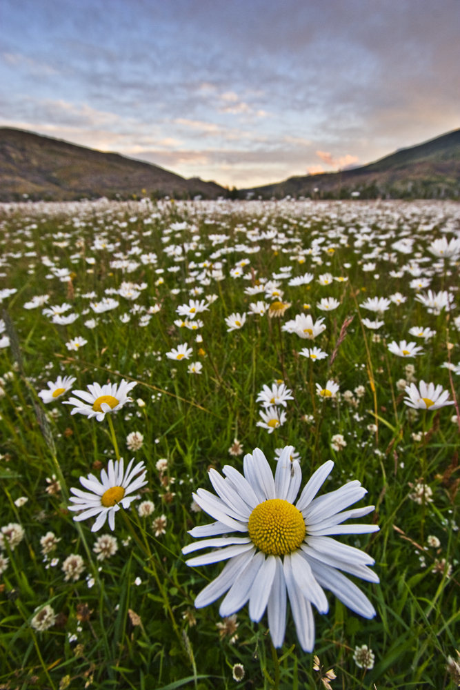 Daisy field in Torres Del Paine National Park, Chile