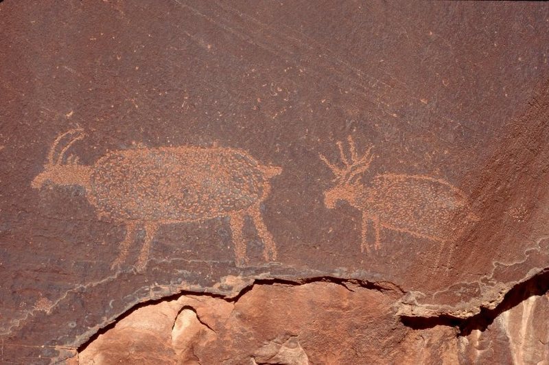 A petroglyph of a moose near Dark Angel.