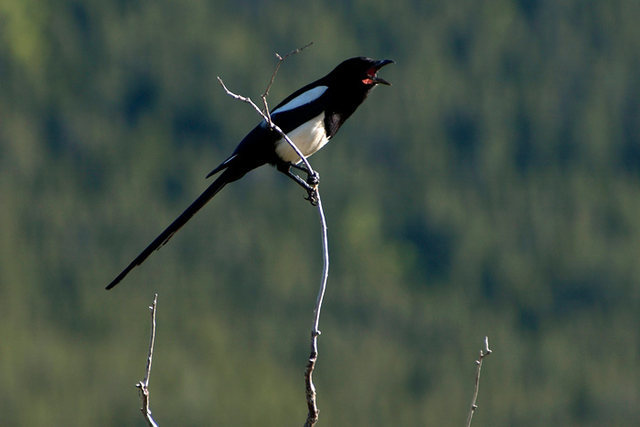 Magpie, Rocky Mountain National Park.