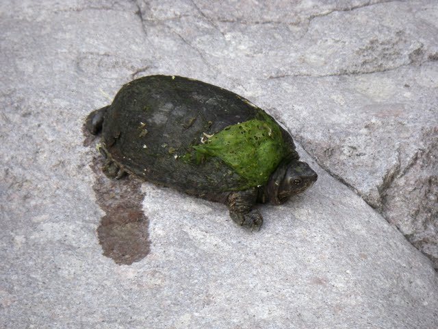 Rock Climb Turtle Piss, Central Arizona
