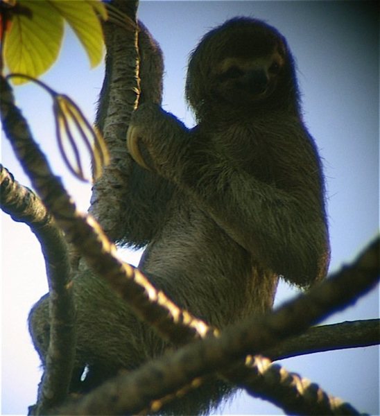 3-toed Sloth. Interestingly one of only three known mammals that have a ...