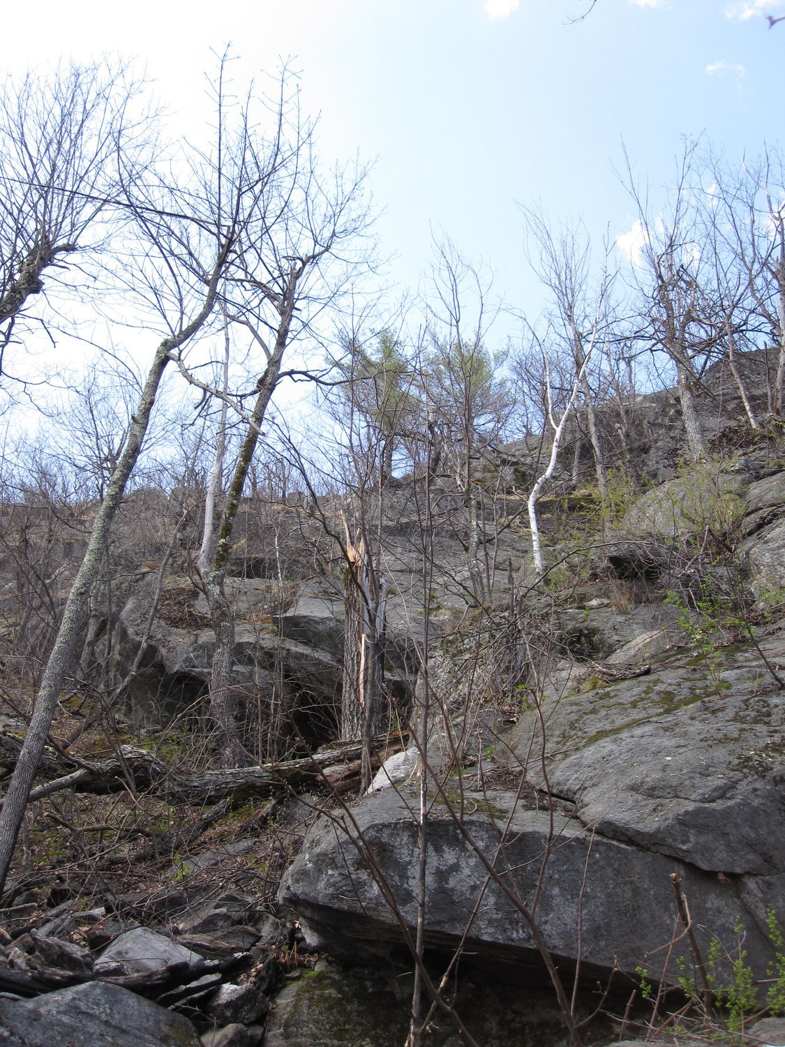 Dismembered tree from a recent wind storm. Much of the area is in the ...