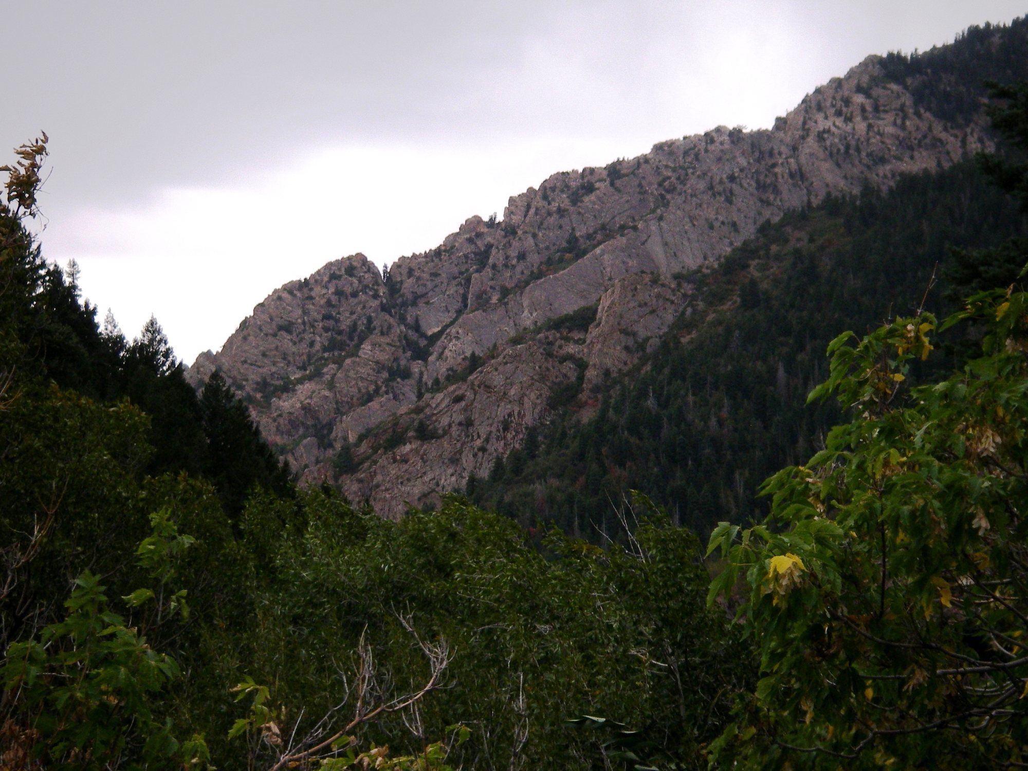 Mule Hollow Wall viewed from up canyon at the S-Curve-- the Mule's the ...