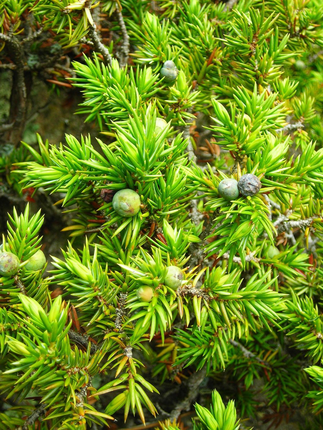 Pine fruits, Custer State Park, June 2010. Photo - Laurie Lindquist.