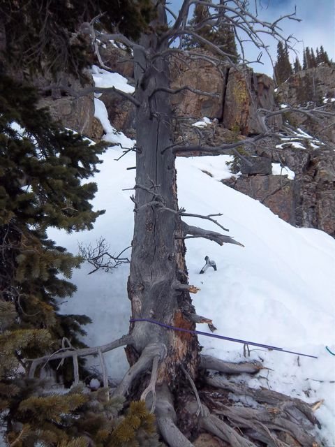 The large dead tree we belayed from atop pitch 6, we then rapped 100 ...