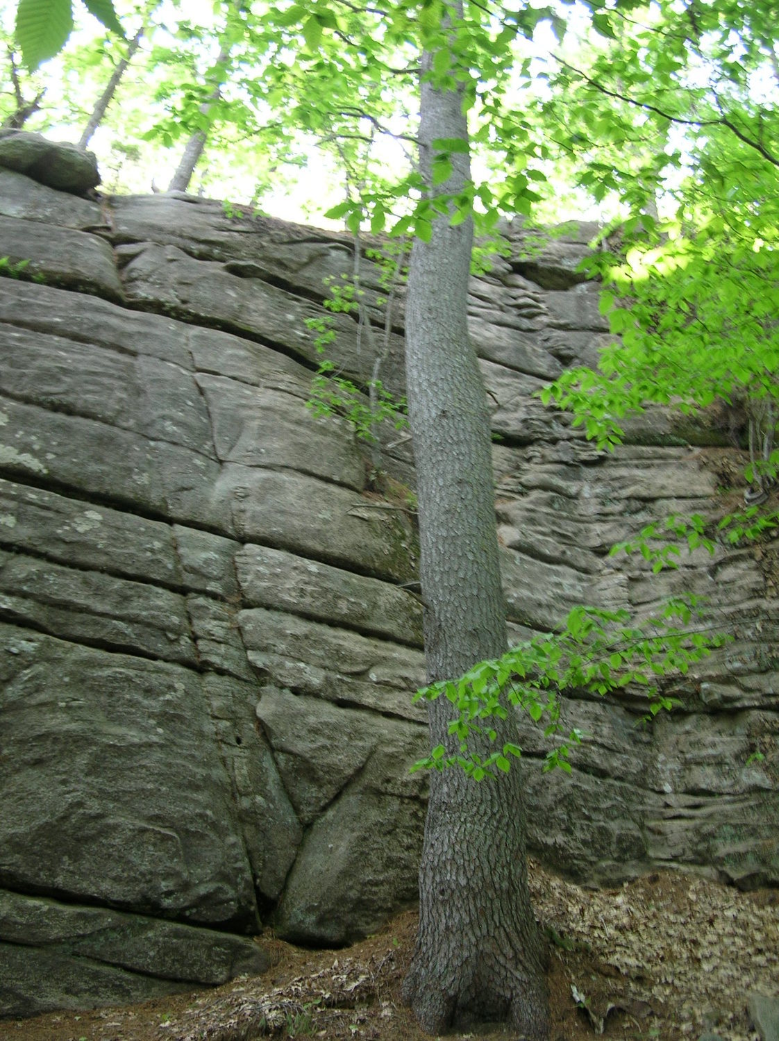 Layback Cracks (left of the tree) and Dike Steps (to the right) at ...