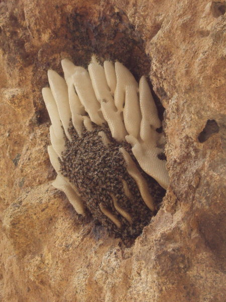 Rock Climbing in Texas Canyon, Los Angeles Basin