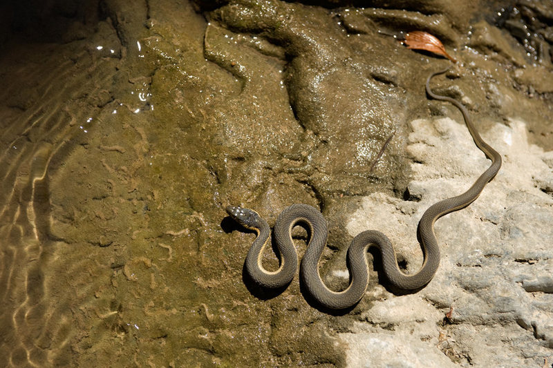 Aquatic Two-striped Garter Snake (Thamnophis hammondii), Wheeler Gorge.