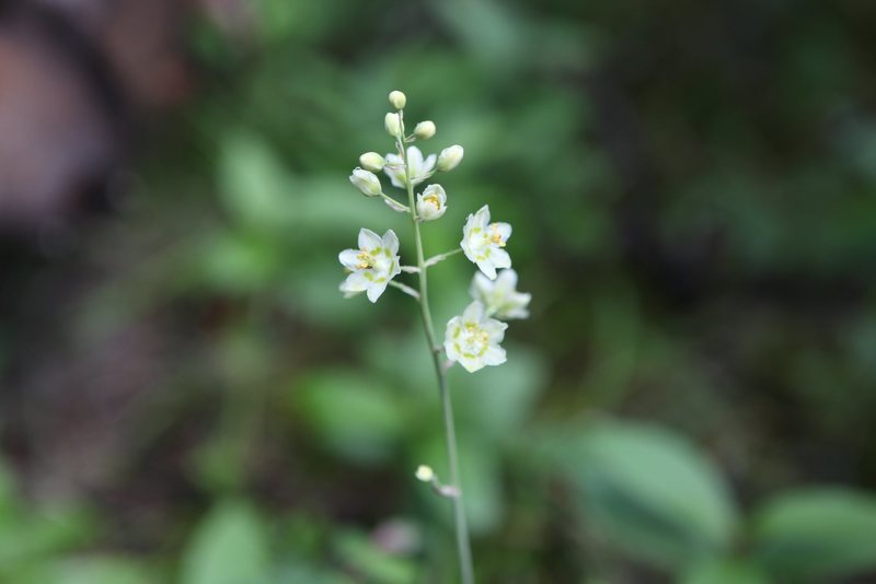 White camas (Zygadenus elegans) Johnston Canyon, Banff National Park