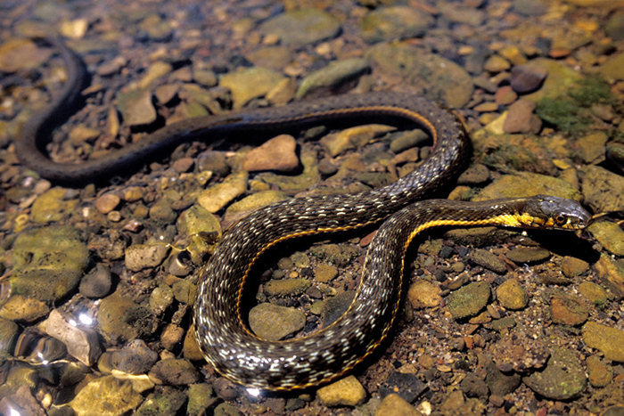 Aguatic Two-Stripe Garter Snake. Seen in the shallows at the base of ...