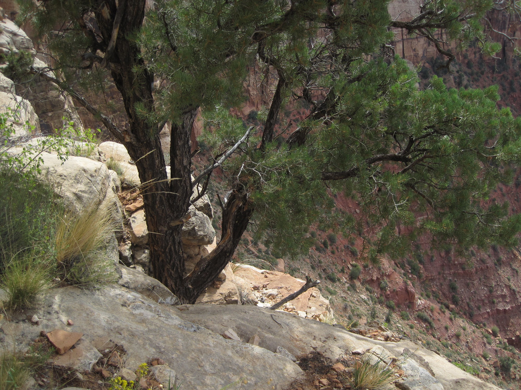 rap tree at top of P4, P5 starts here w/ a short scramble to ledge up L ...