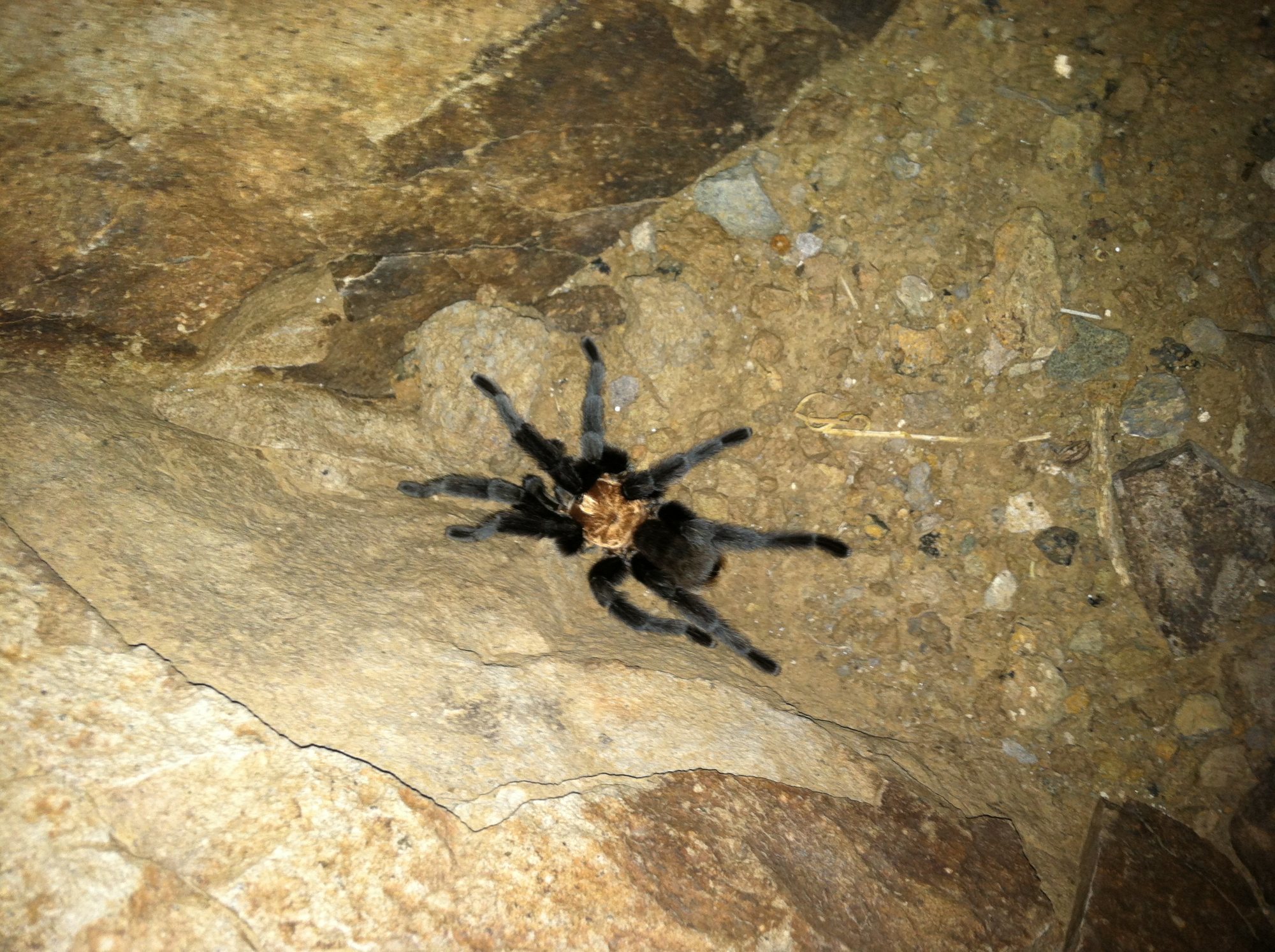 A large tarantula that nearly fell on my wife's head as she was ...
