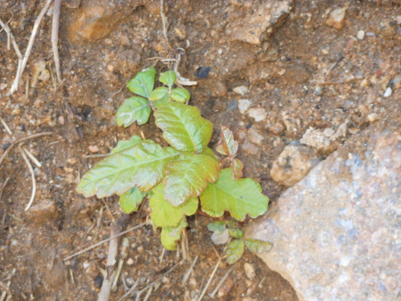A new sprig of the "Evil Weed" appears to be enjoying the moist spring ...