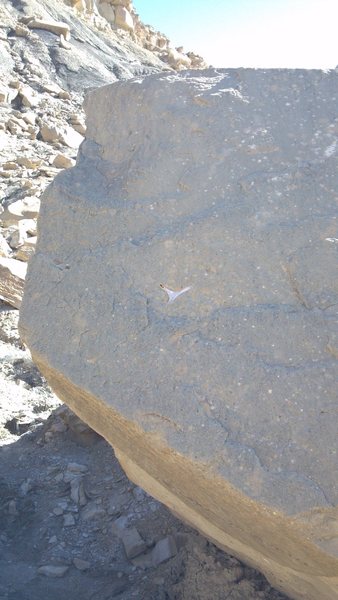 Land turtle scapula fossil! 85 million yr.s old!