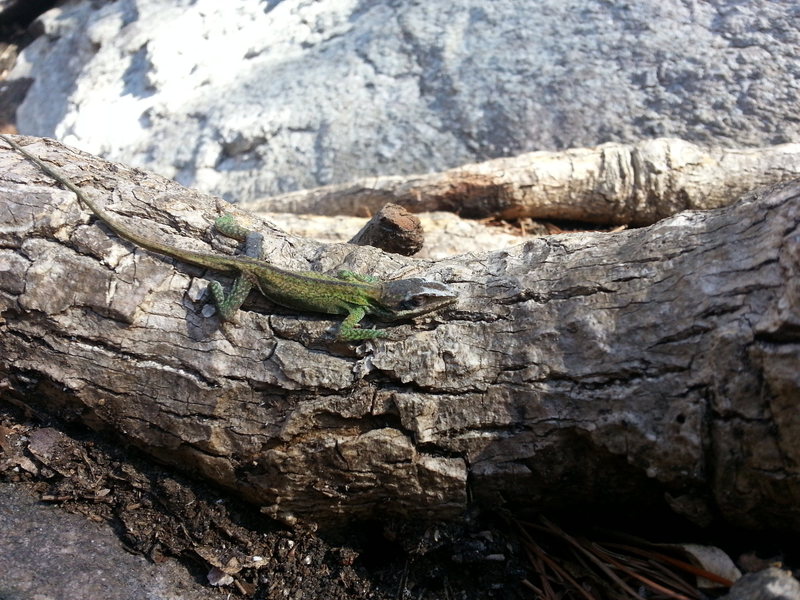 Rock Climb Leapin' Lizards, Rumbling Bald