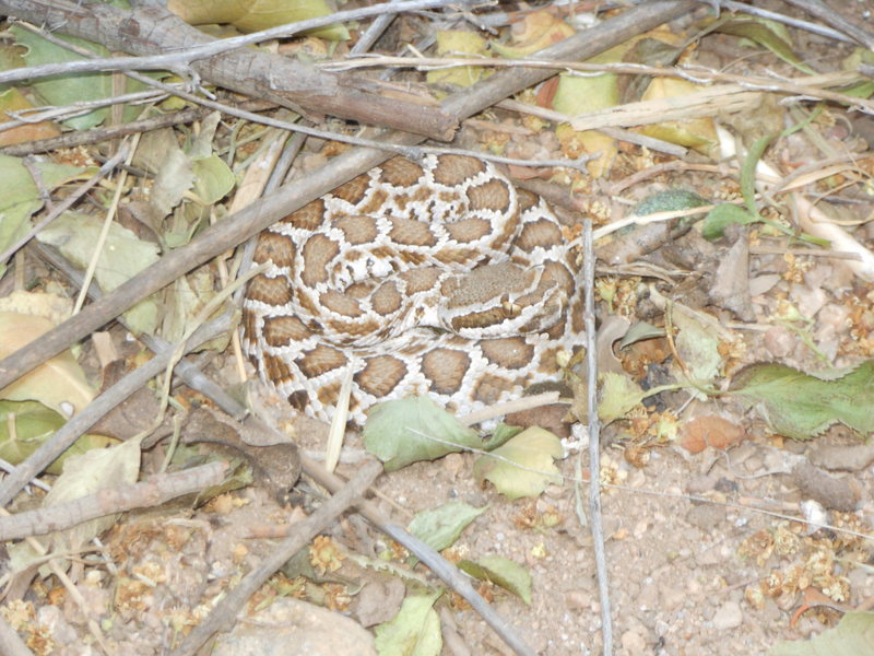 A young Southern Pacific Rattlesnake taking it all in while resting at ...