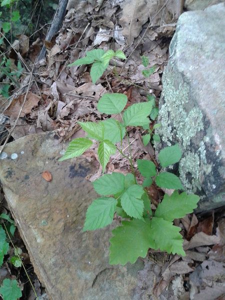 Juvenile Poison Ivy. Poison Ivy is already in full form at the base of ...