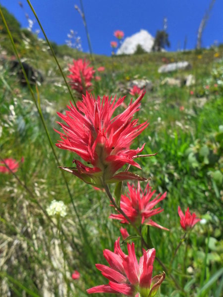Castilleja sp. (Indian paintbrush)