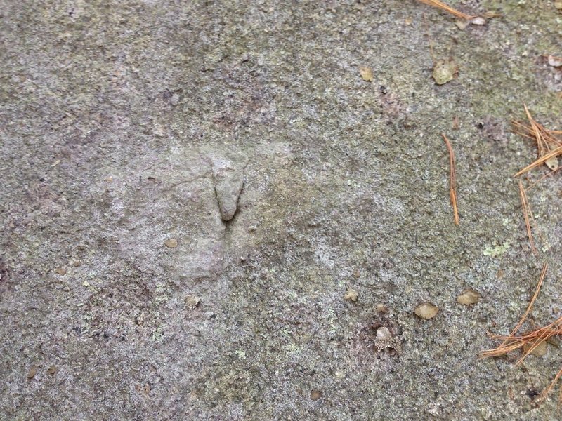 Climb Vestigial Tail, North Shore