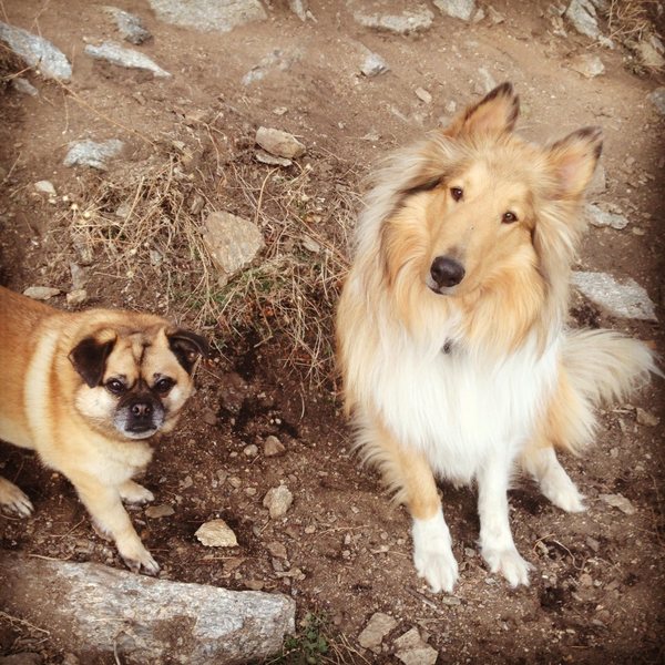 The official crag dogs. Otis and Barlow.