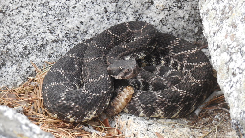 Southern Pacific Rattlesnake.