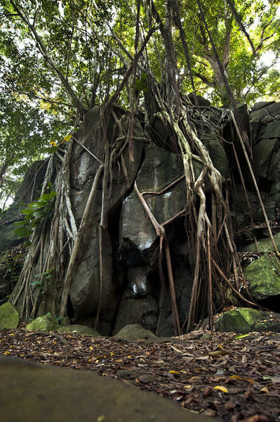 Climbing in Roots Boulder, Oahu