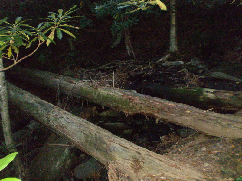 The log crossing about 15 minutes into the hike. Choose your own ...