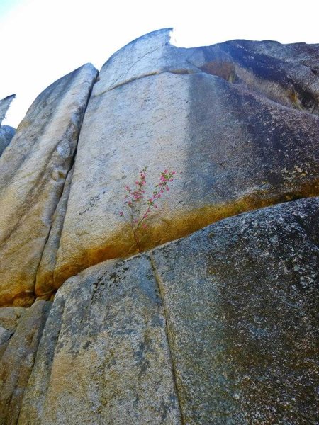 Split Beaver is a beautiful climb