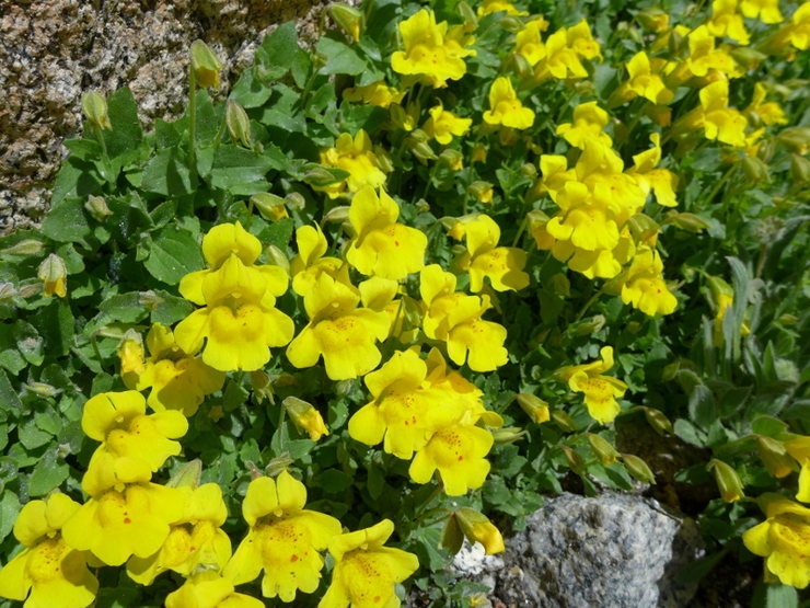 Mimulus guttatus (yellow monkeyflower)