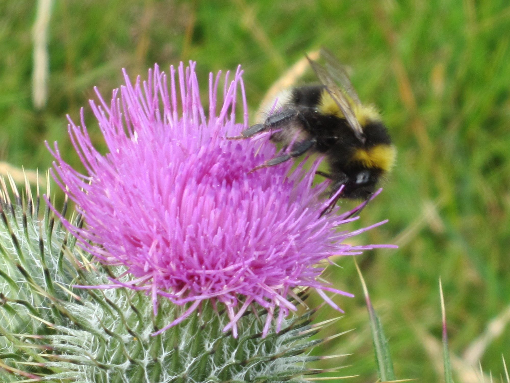 Bumble Bee on Scottish Thistle