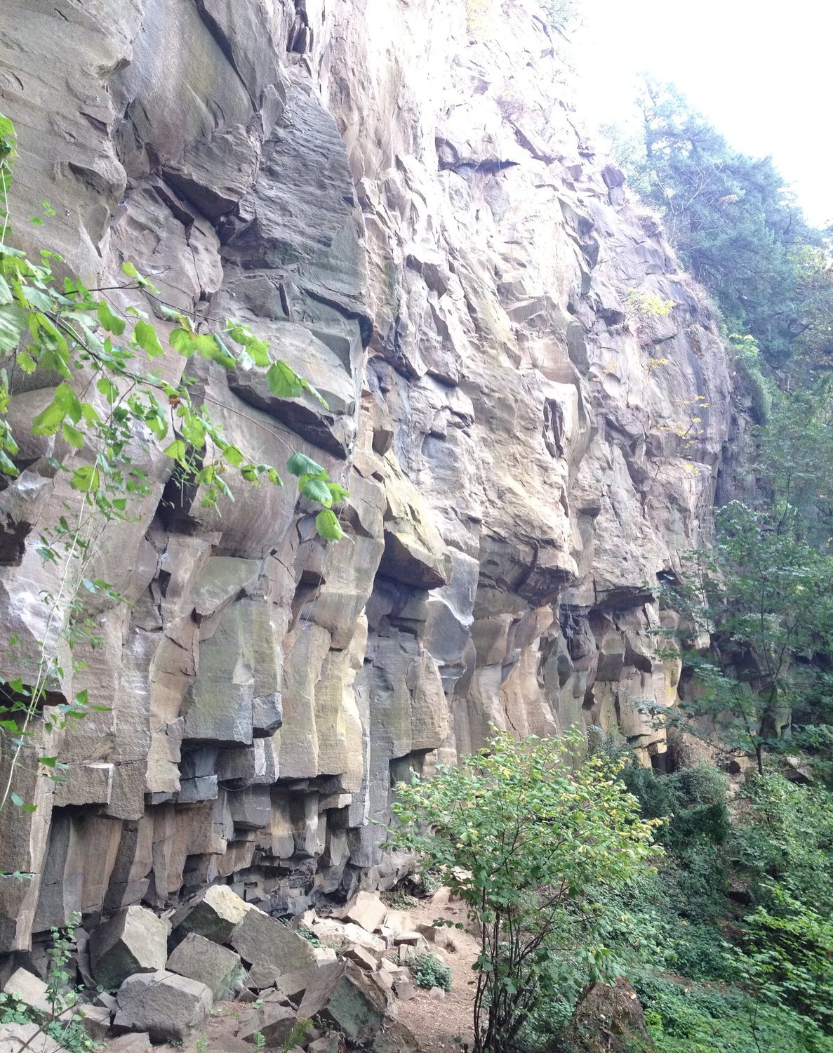 Jungle Cliff