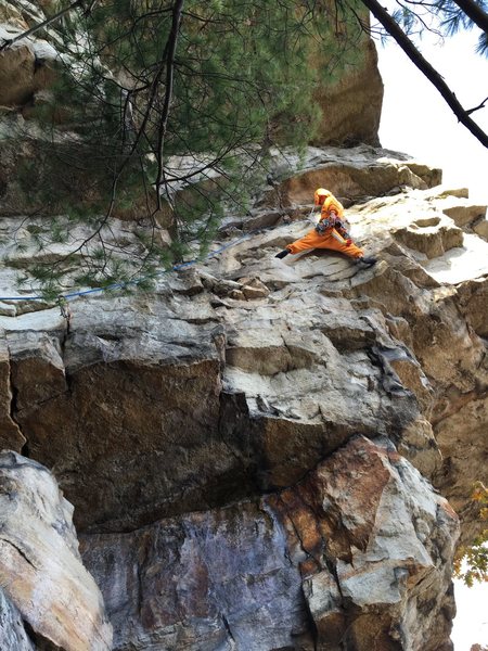 wild charmander on thin slabs direct