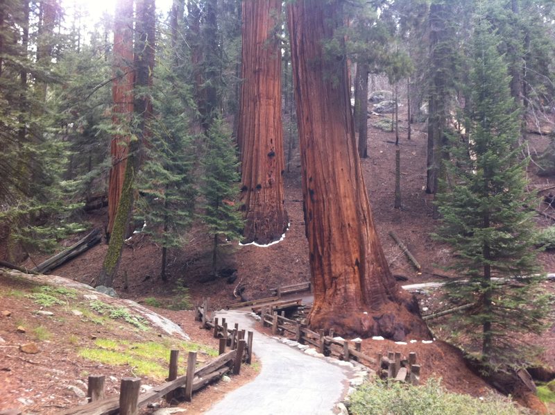 Hiking the Congress Trail - Giant Forest - Sequoia NP
