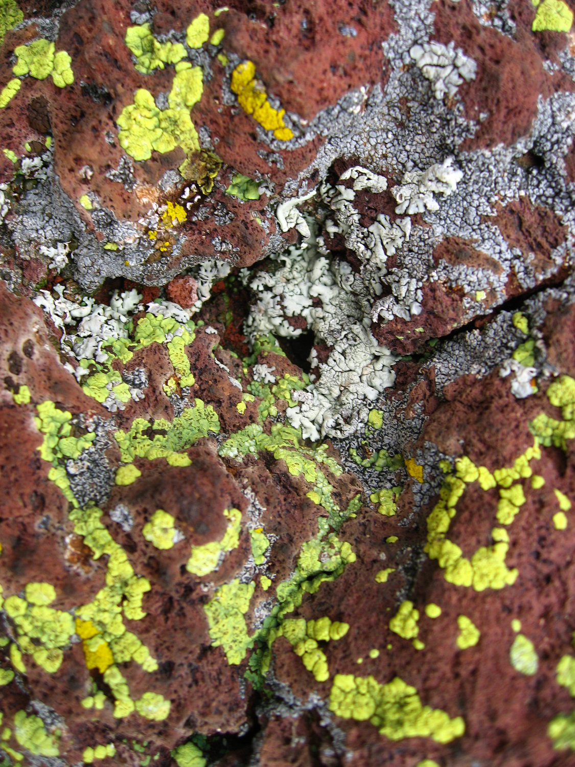 Lichens on basaltic andesite, SP crater. October 2010