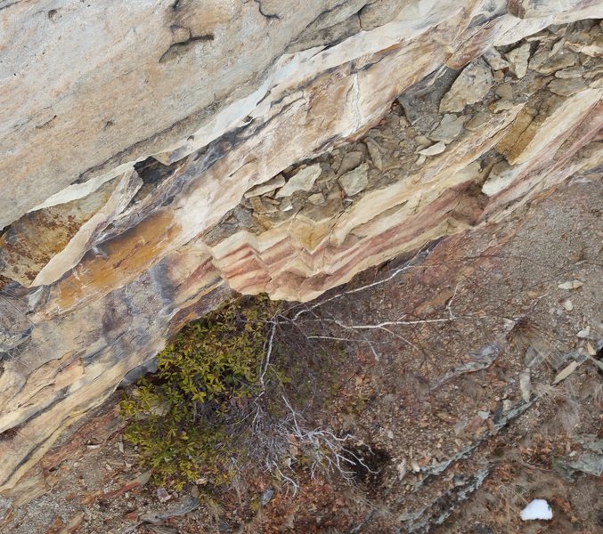 A photo looking down on the bush in the beginning of the climb, the ...