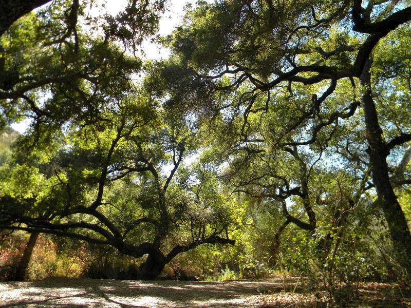 Oak tree canopy in the SMs