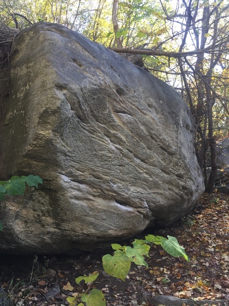 Climb Bull Whip, Rumbling Bald