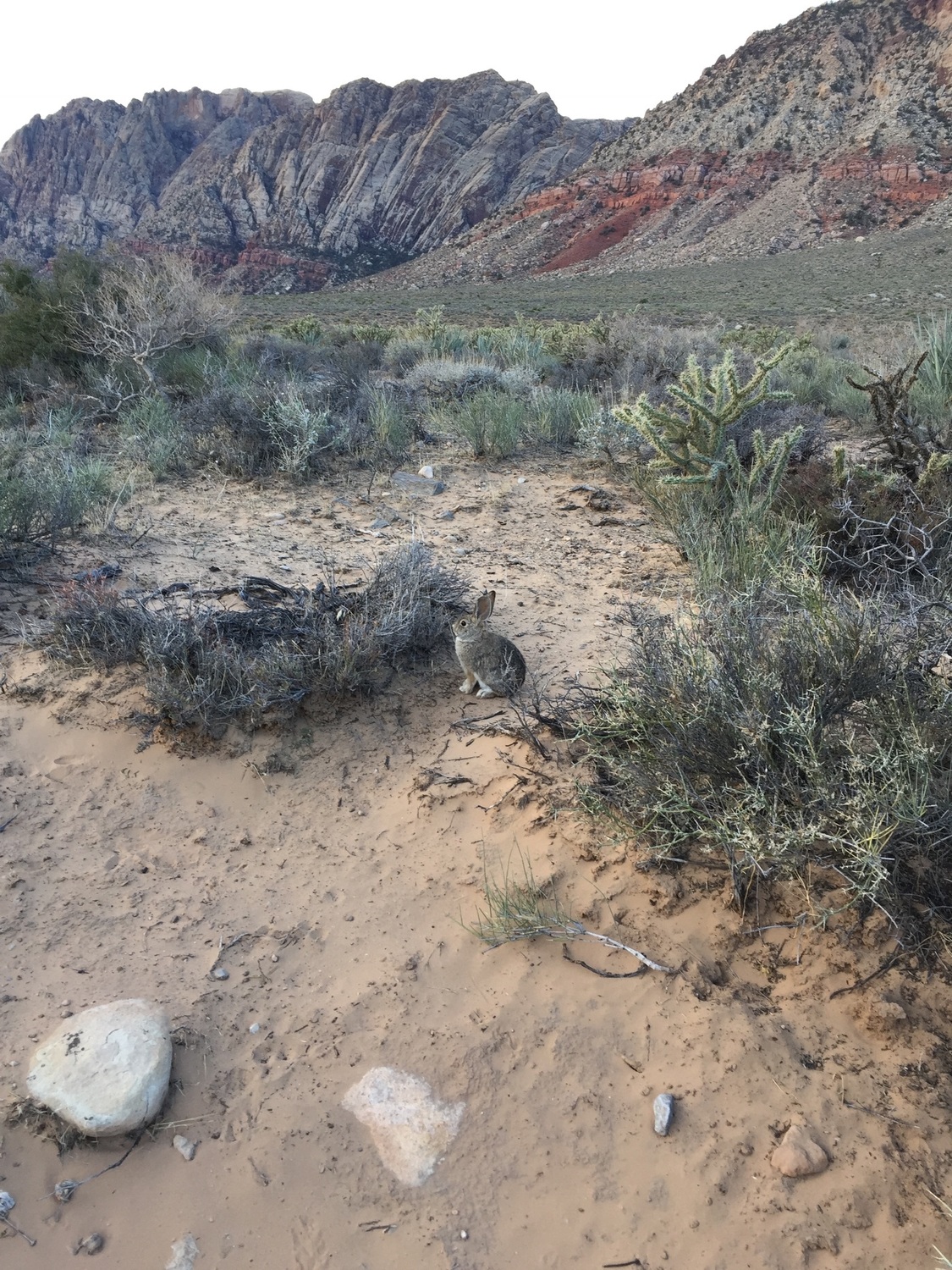 A local seen on the approach